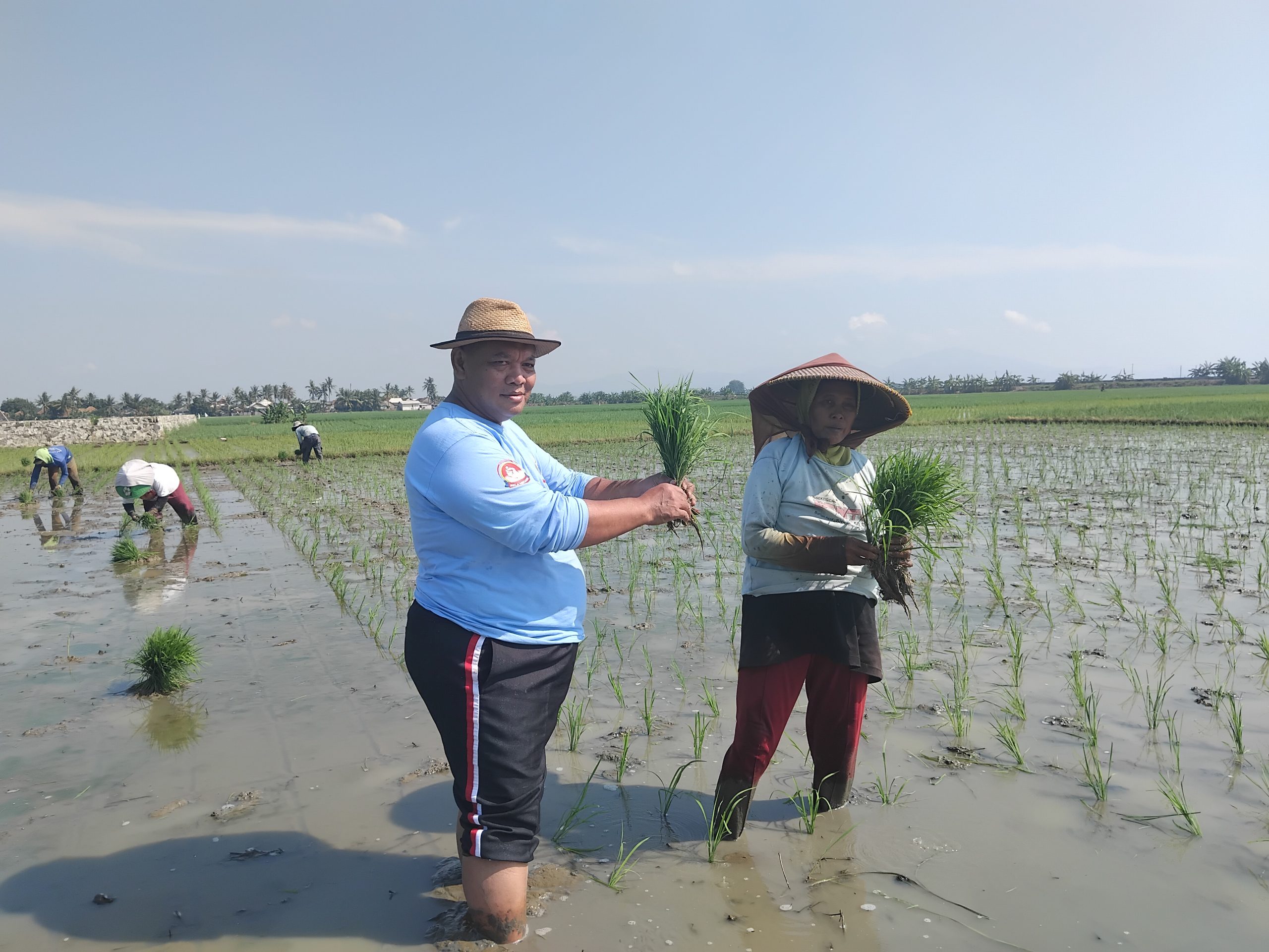 Ketua YBBN Banten Terjun ke Sawah, Bangun Demplot Padi Organik di ...